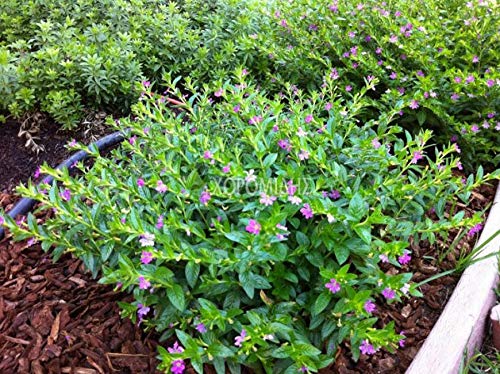 LushGreen Cuphea hyssopifolia (Kufiya) Mexican heather Flower Plant (1 ...