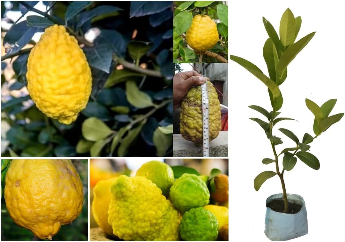 Green view"Baramasi Sadabahar lemon/Kagzi " Grafted hybrid fruit plant ...