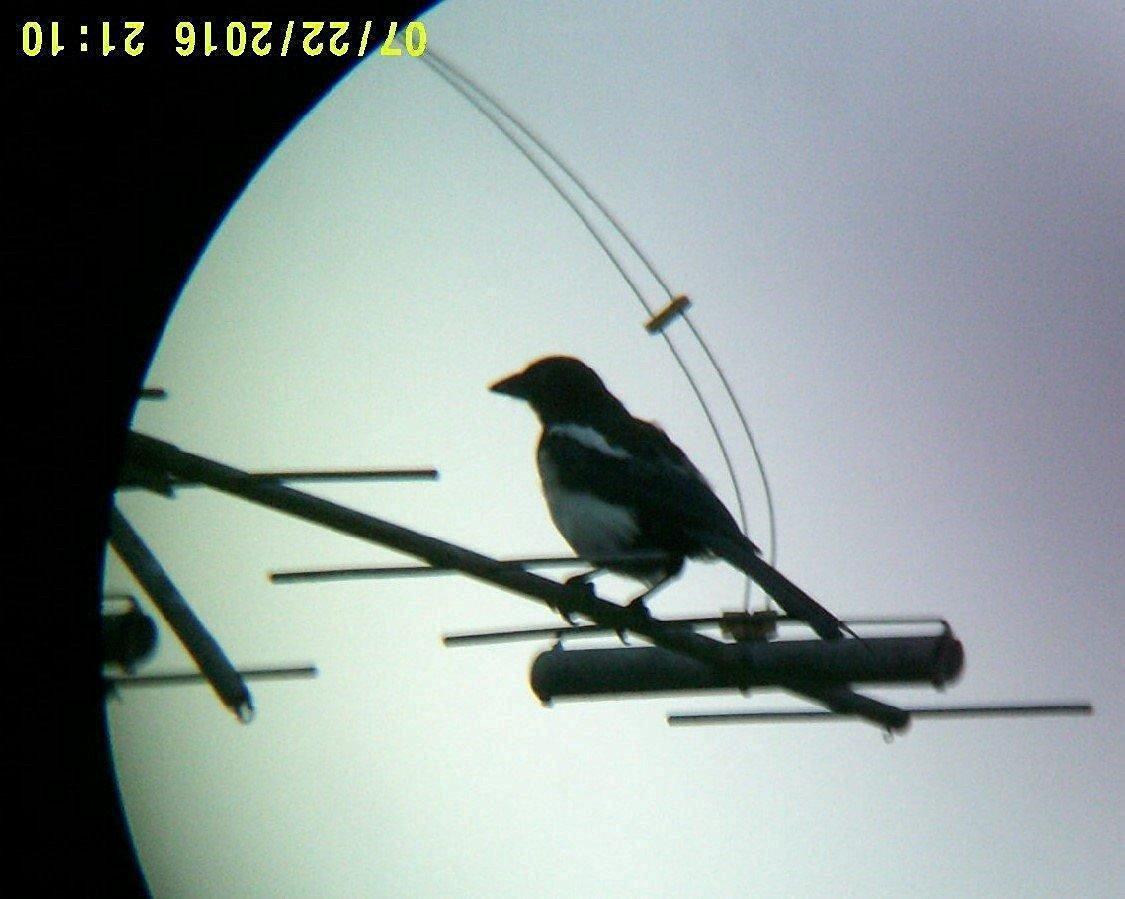 Seben Big Boss 150/1400 6" EQ3 Reflector Telescope Astronomy Scope ...