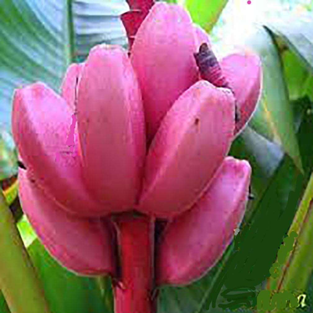 Amazon.com : Dwarf Pink Banana Seeds - 5 Musa Velutina Seeds : Patio ...