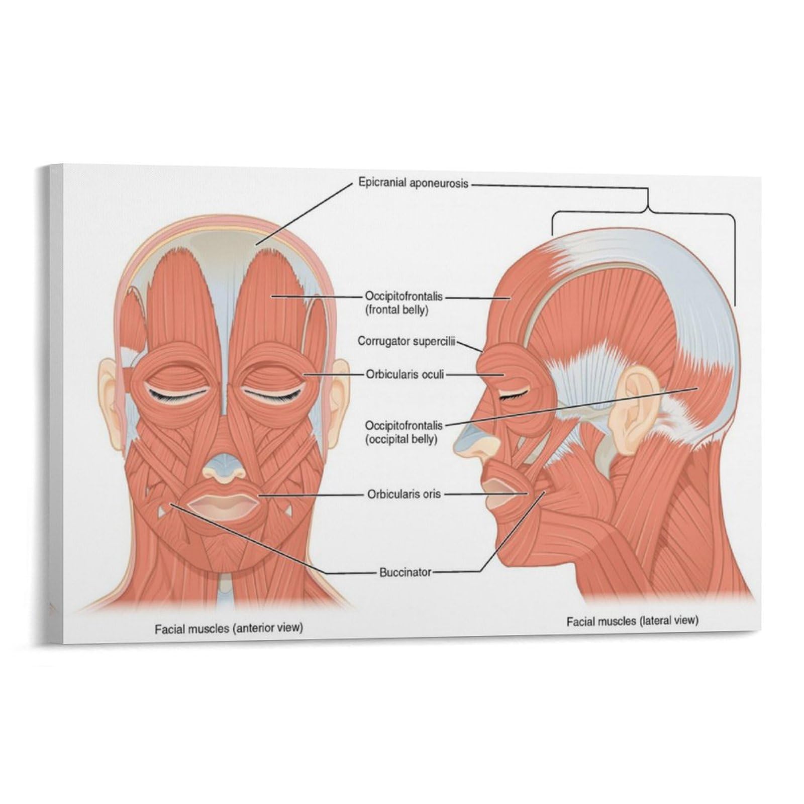Occipital Belly Of Occipitofrontalis