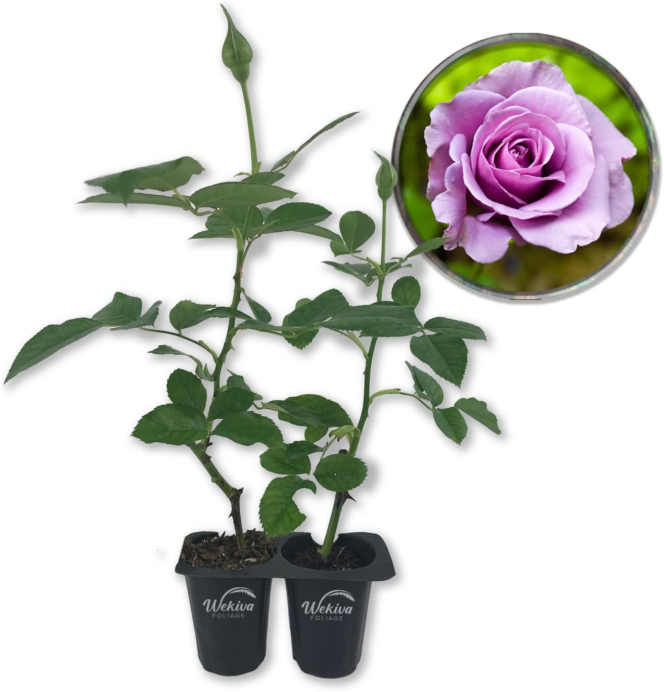 Amazon.com : Lagerfeld Rose Bush - 2 Live Starter Plants in 2 Inch Pots ...