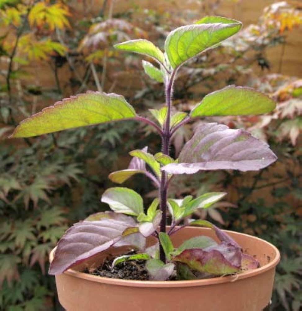 BISWAS PLANTS HOUSE' Red Krishna Tulsi Plant Holy Basil Medicinal Tulsi ...