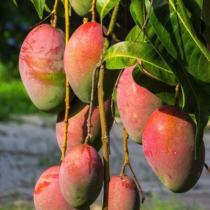 Native Earth Nursery " Raspuri Mango " Hybrid 1 Healthy Live Plant ...