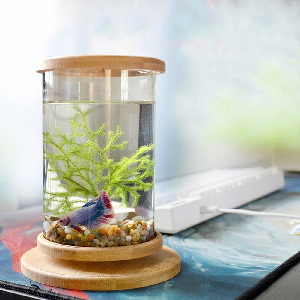 Betta Fish Tanks With Bamboo