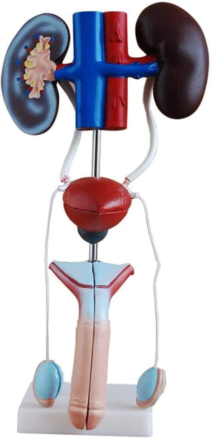 Amazon.com: Teaching Model Anatomy Model, Human Urinary System Model ...