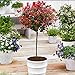 YouGarden Photinia 'Little Red Robin' Standard Tree 1M tall : Amazon.co ...