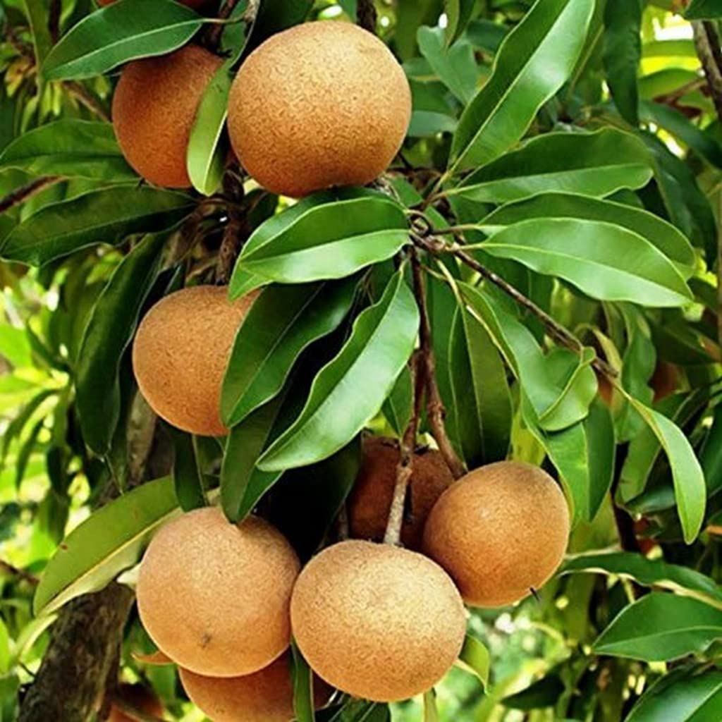 Creative Farmer Sapota (Sapodilla) Chikoo, Naseberry Fruit Plants In ...