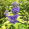 Amazon.com : Live Blue Bluebeard Plant Shrub Bush Flower Plant ...