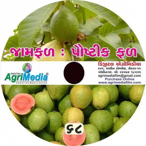 Amazon.in: Buy Jamphal : Paustik Phal (Scientific cultivation of Guava ...