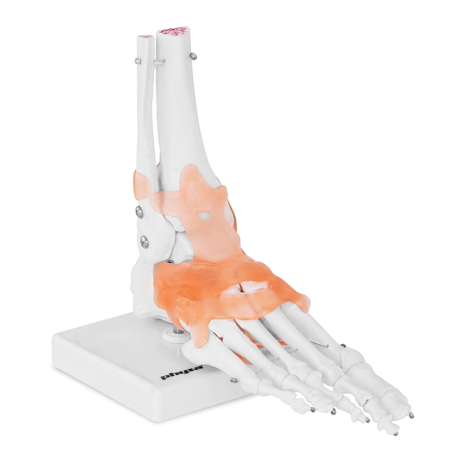 Buy Physa Human Foot Skeleton Model With Ligaments And Joints Life ...