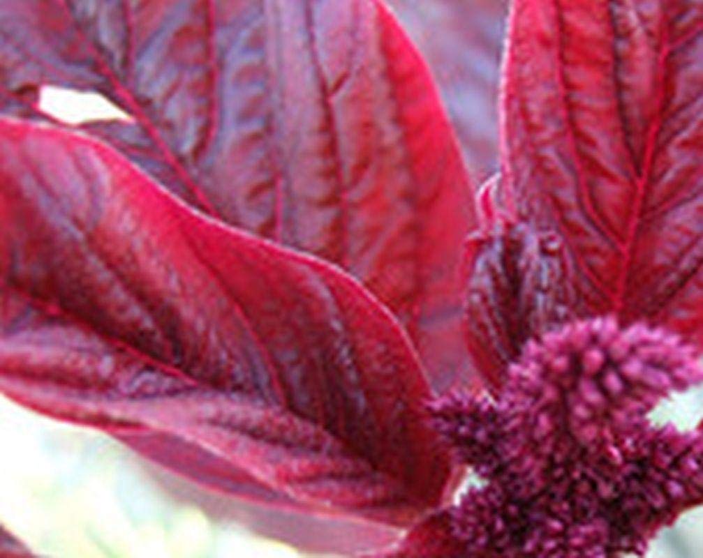 Amazon.com : Red Amaranth"South Red" - Rich in Protein, Iron and ...