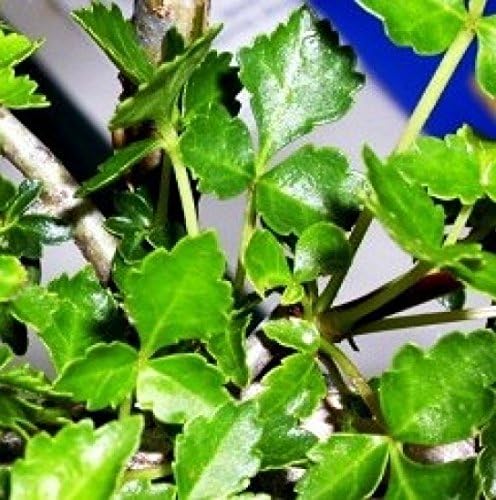 Plantsworld Commiphora Mukul - Guggal Live Plant : Amazon.in: Garden ...