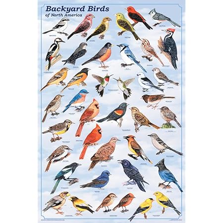 Amazon.com: Backyard Birds Poster, 24x36: Posters & Prints