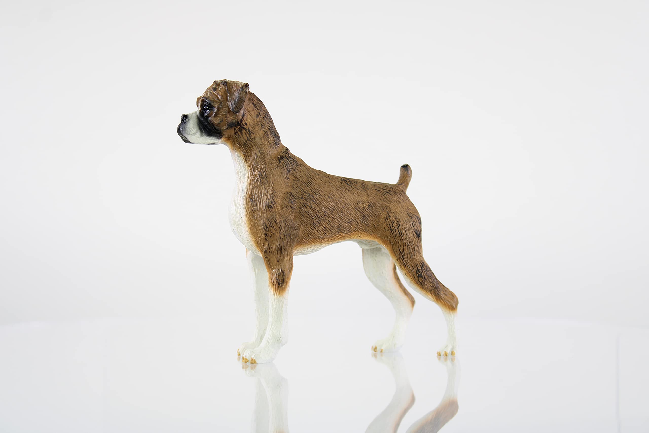 Are Brindle Boxers Rare