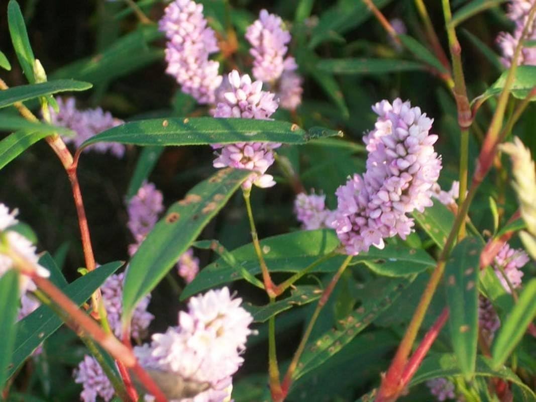 Amazon.com : 50 Seeds Pennsylvania Smartweed - Pinkweed : Patio, Lawn ...