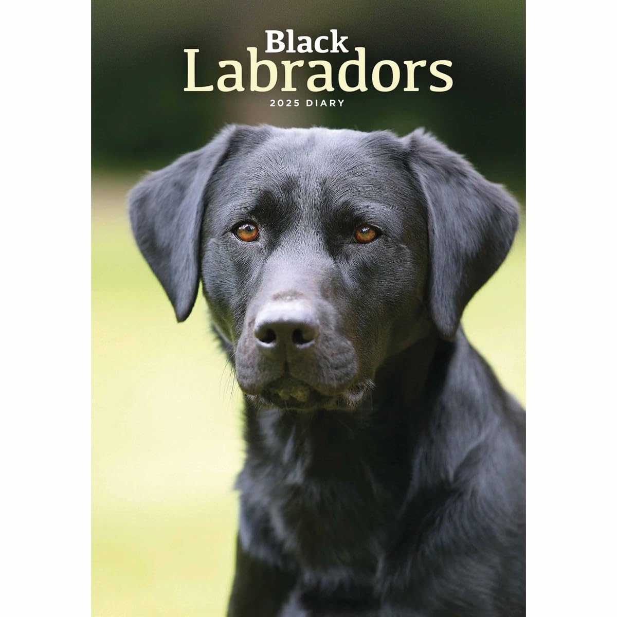 Carousel Calendars Labrador Retrievers Black A5 Diary 2025 (PFP ...