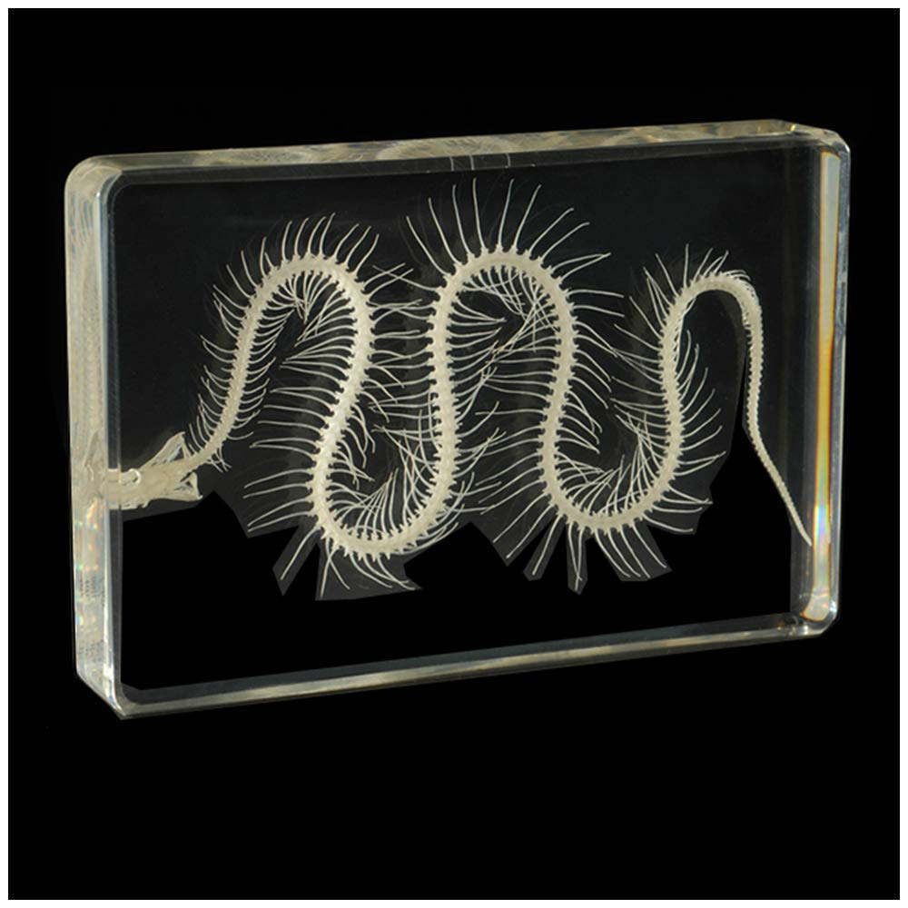 Buy FMOGE Viper Skeletal Sample Embedded Biological Samples ...