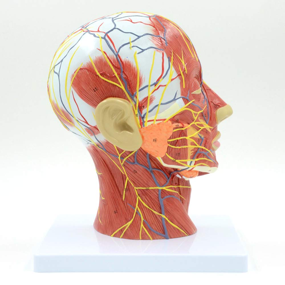Buy Anatomical Human Anatomical Half Head and Face Anatomy Medical ...