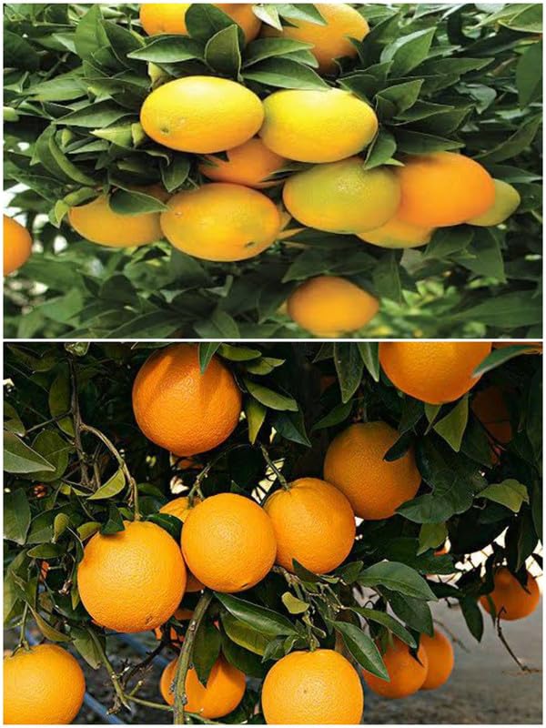 Vietnam Yellow Malta Mousambi Sweet Lemon All time variety Grafted Live ...