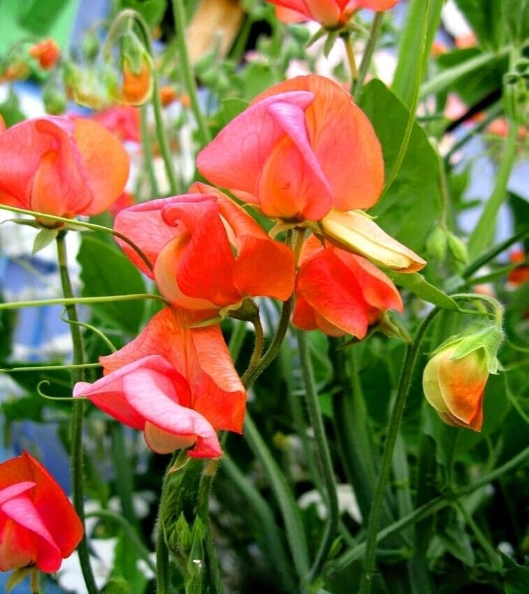 Indian Pea Azure Blue with Pink 20 seeds + Plant tag + Freebie ...