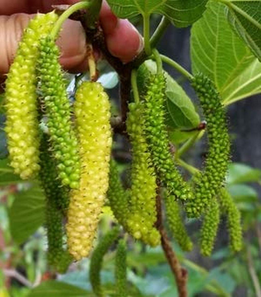 Creative Farmer Plants Live Green Long Shahtoot/Mulberry Fruit Plant ...