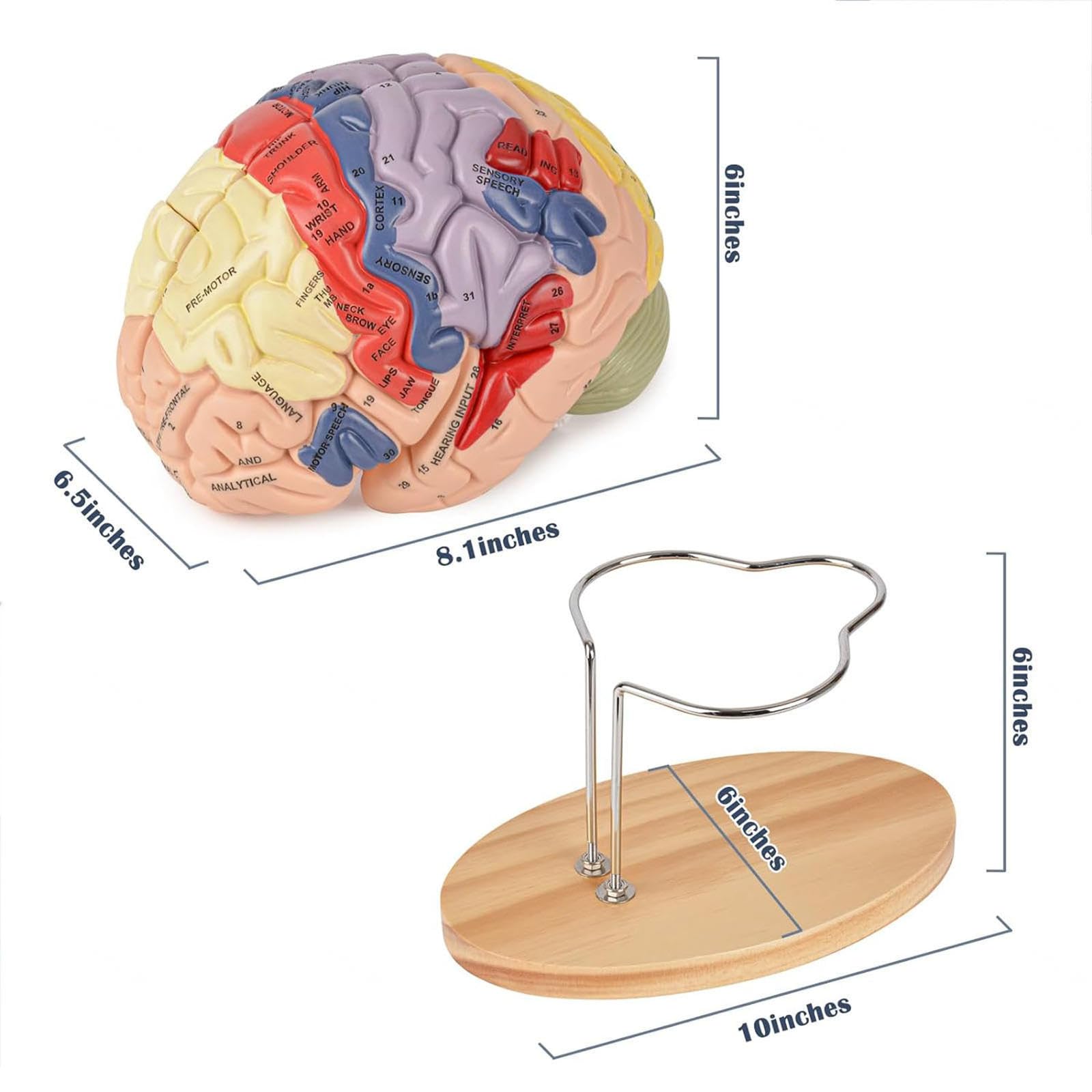 Diagramas Cerebrales Para Etiquetar