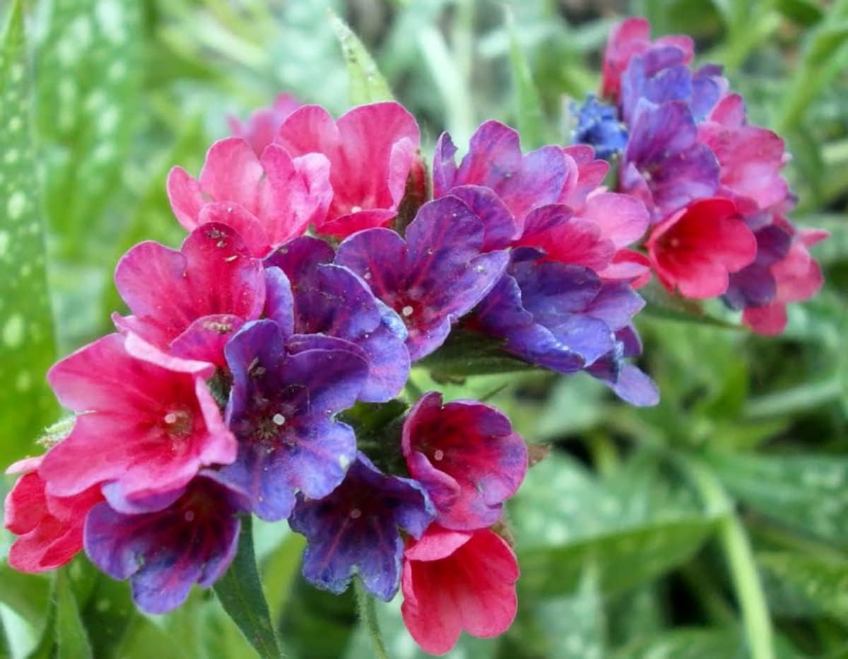 Amazon.com : Raspberry Splash Lungwort Perennial - Pulmonaria - 4" Pot ...