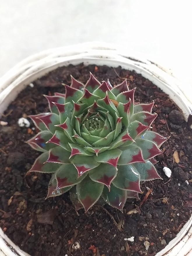Greenursery Graptoveria Silver Star Plant Indoor Plant For Home and ...