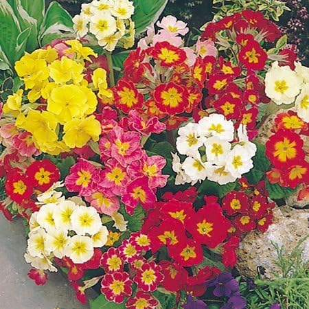 Suttons Seeds 128305 Polyanthus Giant Thrill Mix Seed : Amazon.co.uk ...