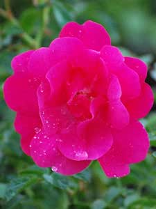 Amazon.com : Rosa Flower Carpet® Pink Supreme (Groundcover Rose ...