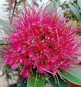 ONLINE PLANT BAZAR First Love Red Flower Live Plant (Xanthostemon ...