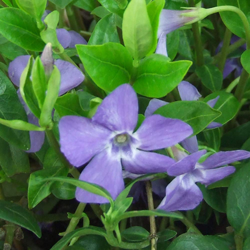 Buy Thompson & Morgan Hardy Vinca Minor 'es's Variety' Flowering ...