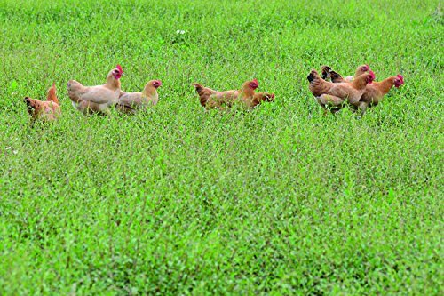 Best Poultry Grass 2022 Where to Buy? PoultryTalk.com