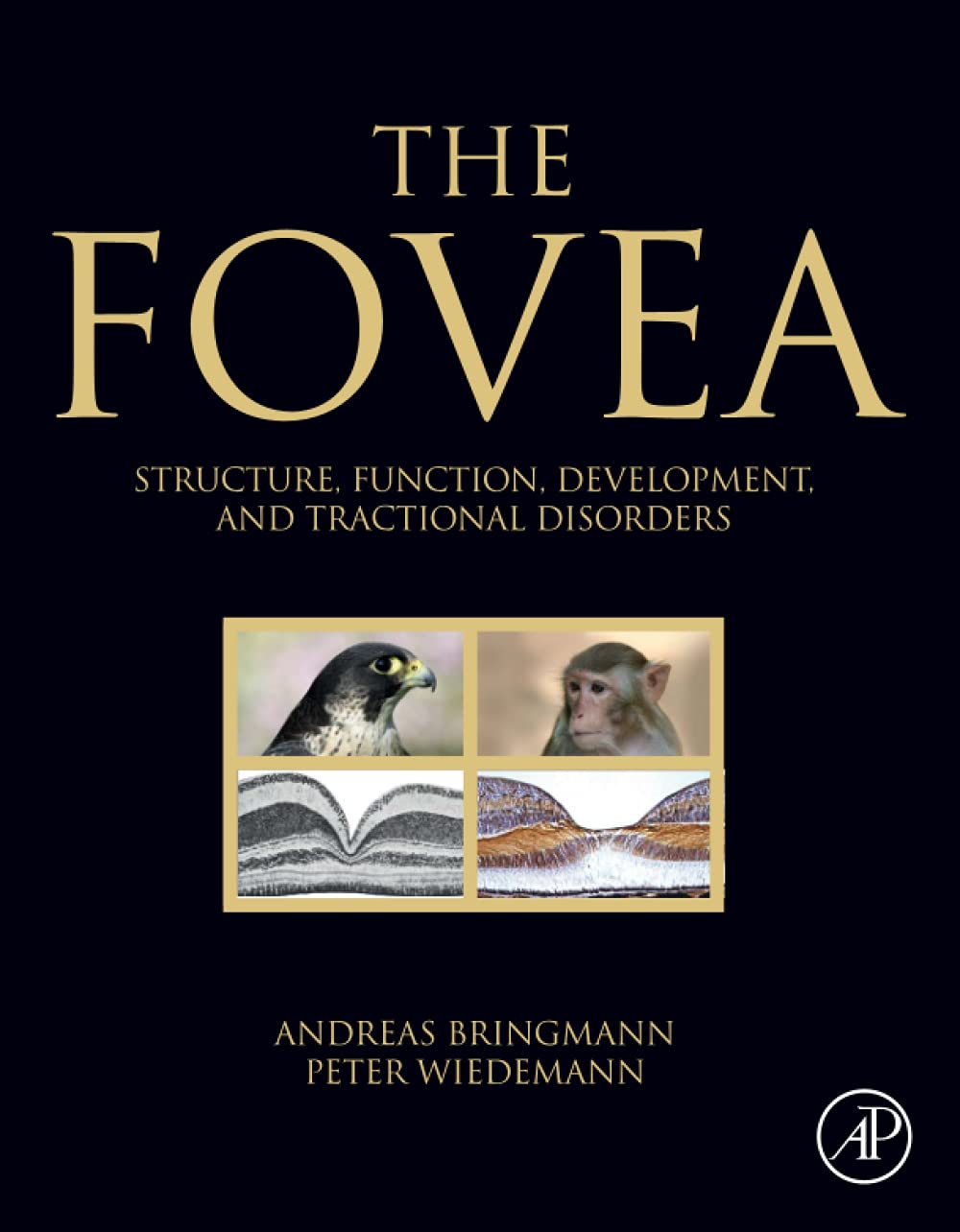 The Fovea: Structure, Function, Development, and Tractional Disorders ...
