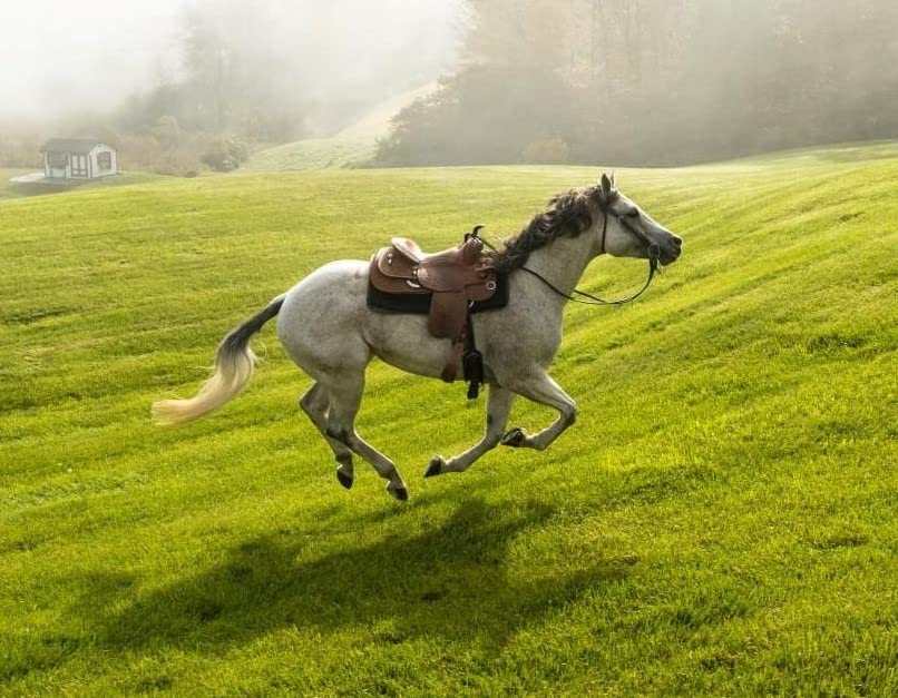 Amazon.com: If I Could Ride [DVD] : Eva Igo, Tom Vera, Shawn Welling ...