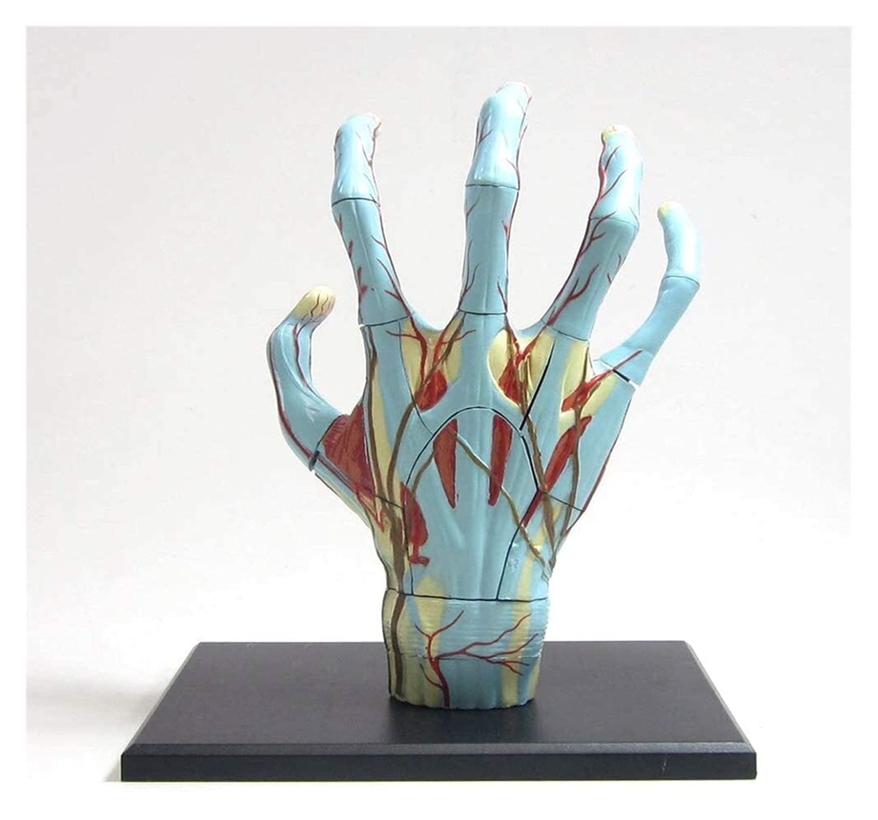 Buy JKFZD Anatomical model anatomical Hand Skeleton Model Life Size ...