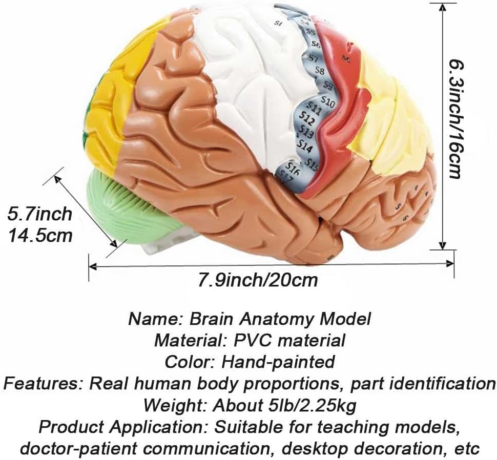 Teaching Model,Brain Model Anatomy 2X Magnification Human Brain Model ...