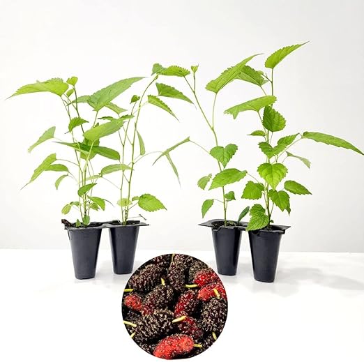 Amazon.com : Mulberry "Dwarf Everbearing" Set of 4 starter live plants ...
