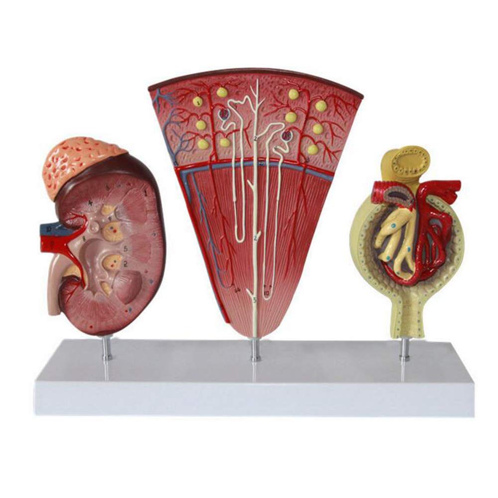 Buy JL Human Kidney Anatomical Model Nephron Glomerulus Anatomy Medical ...