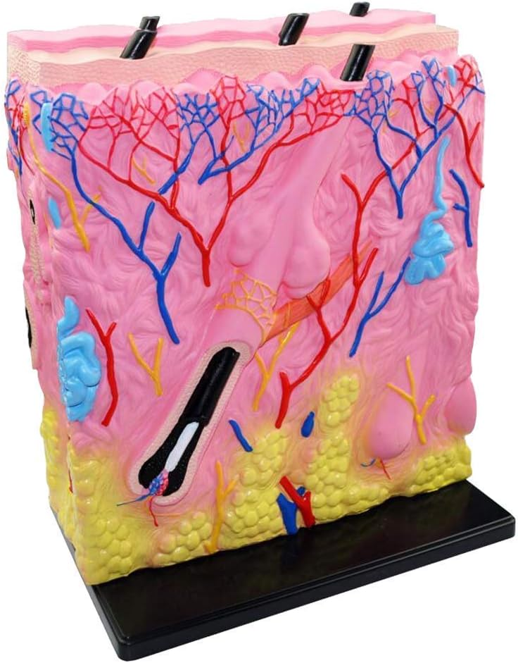 Amazon.com: Anatomy Model Anatomical Skin Model, Scientific Anatomical ...