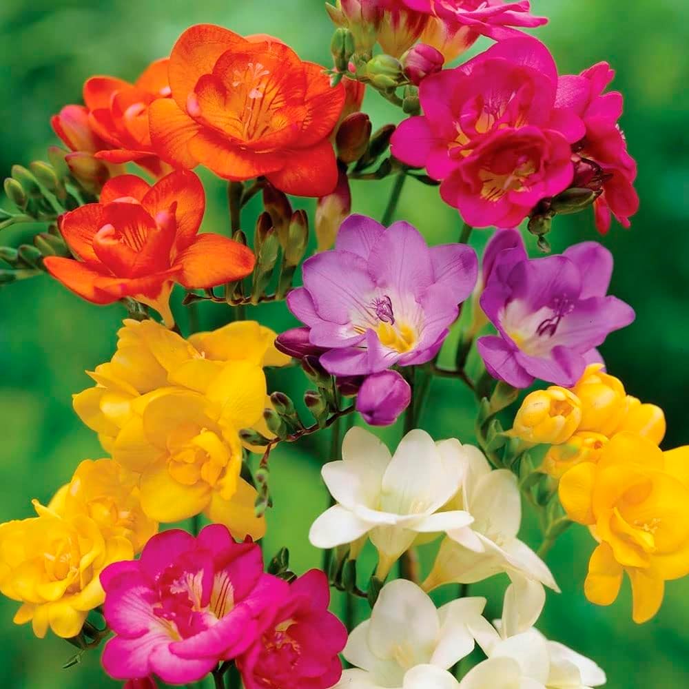 schone 6 x Xtra Large Gladioli Large Flowering Mixed – Perennial – Long ...