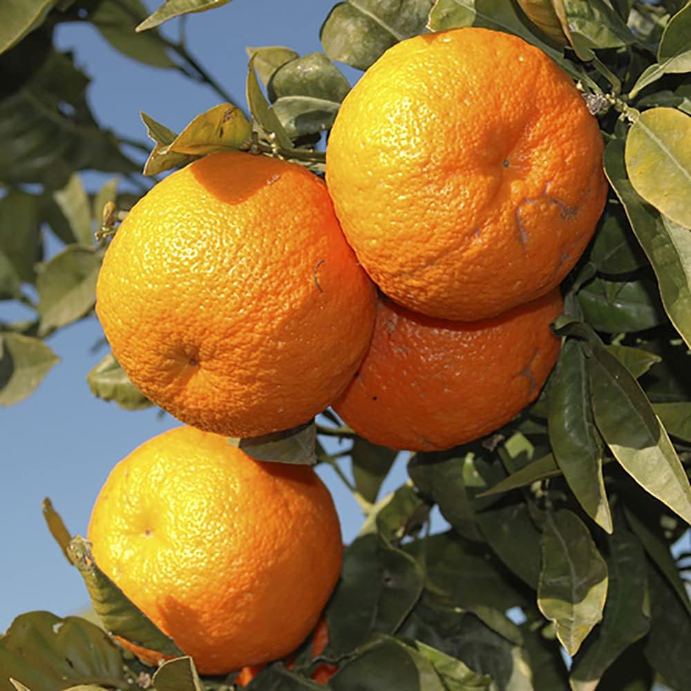 YouGarden Citrus Mandarin Fruit Tree in 4 Litre Pot, Supplied 80cm Tall ...