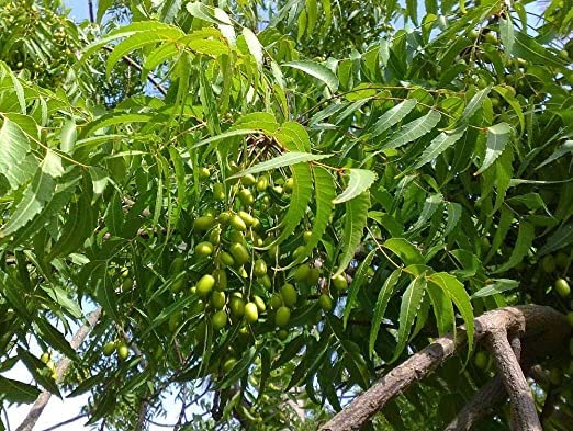 Kapebonavista® Neem Nimbay Veppai, Sengumaru Ariyaveppu Vepa Turakabevu ...