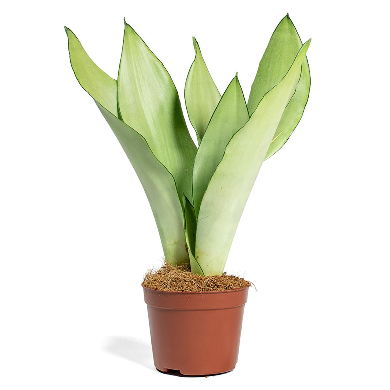 Propagar La Planta Serpiente En Agua A Punto De Trasplantar Mi Planta