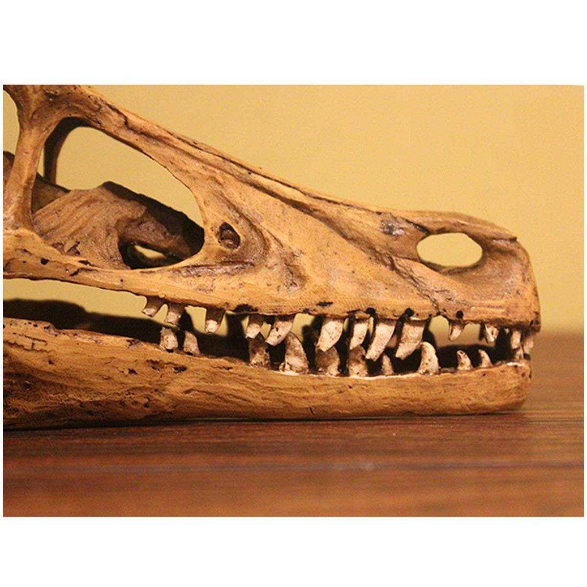 Velociraptor Skull 3D Printed Velociraptor Skull With Photography By