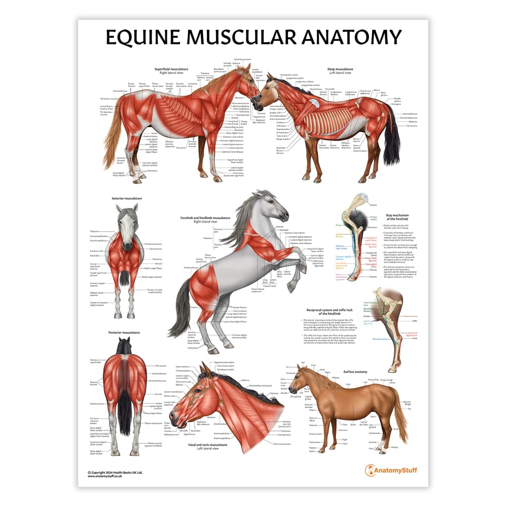Equine Muscular Anatomy Poster/Chart, 45x60 cm, 18 x 24 inches, Horse ...
