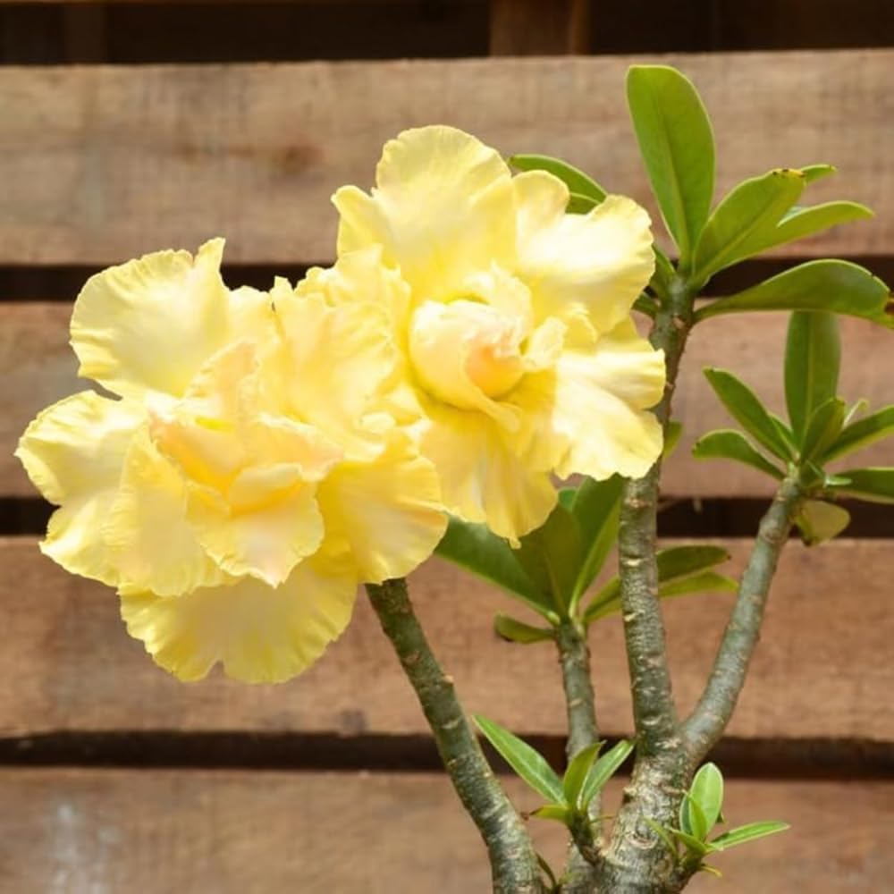Amazon.com : Pack 2 Desert Rose Plants Live, Adenium Desert Rose ...
