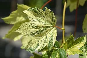 Acer Leopoldii Variegated Sycamore Tree 6-7ft Tall Half Standard ...
