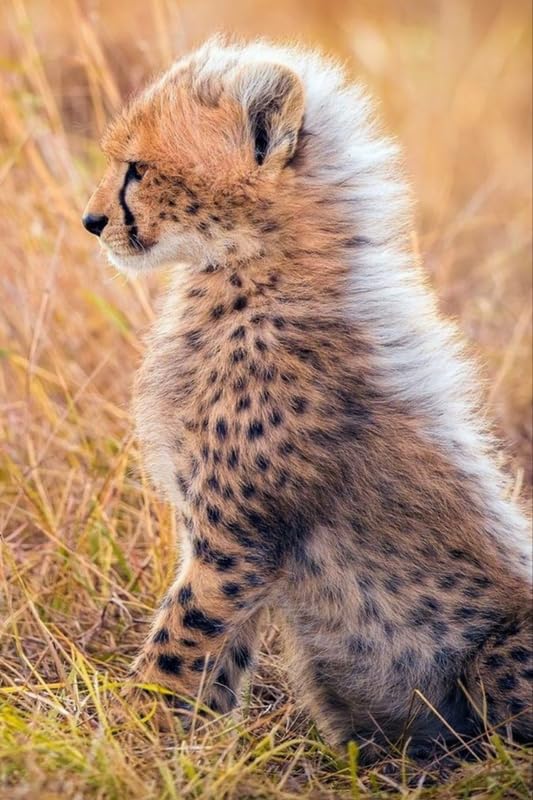 Poster of Cheetah Posters for Room Wall Decortation, Size - 12 X 18 ...